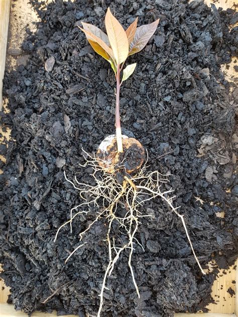 Avocado Nursery Amorentia Avocado Seedling Rootstocks