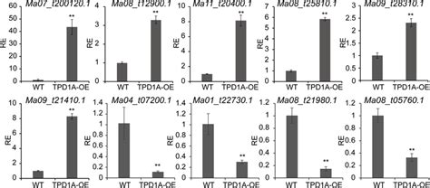 Expression Level Of Ten Selected Genes Involved In Plant Hormone Download Scientific Diagram