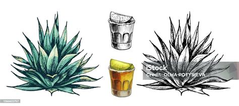 선인장 블루 아가베 벡터 빈티지 부화 색상 일러스트 흰색으로 분리 용설란에 대한 스톡 벡터 아트 및 기타 이미지 용설란