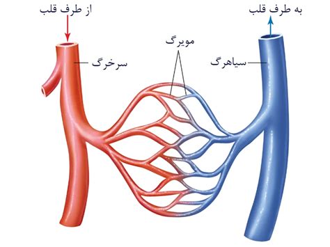 انواع رگ‌های خونی انسان؛ آشنایی با 3 نوع شاه‌راه زندگی علمینک
