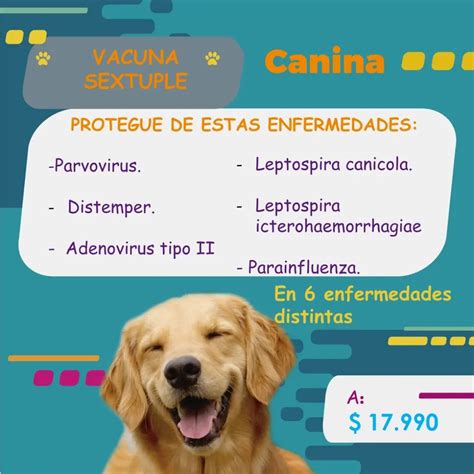 La Vacuna Sextuple Protegue A Tus Veterinaria Arcavet Facebook
