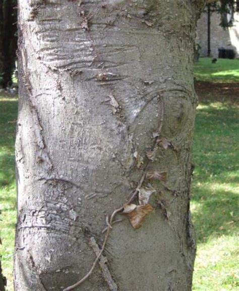 Holly Tree Guide Uk Holly Tree Identification