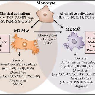 Macrophage Phenotypes And Functions Resolving Inflammation OFF