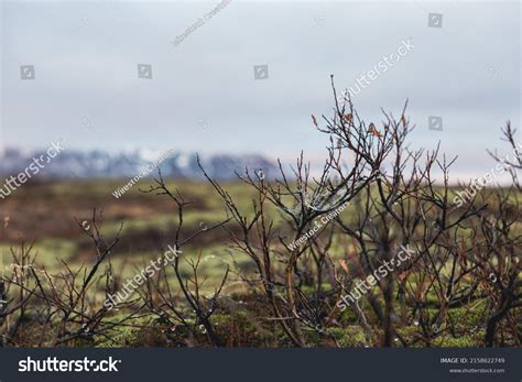 Selective Focus Shot Naked Tree Branches Stock Photo Shutterstock