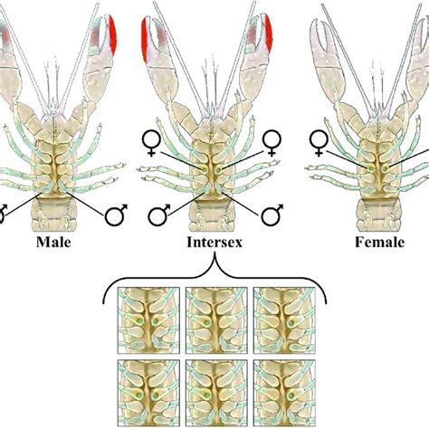 Crosses Of A Male And Female And B Intersex And Female Crayfish
