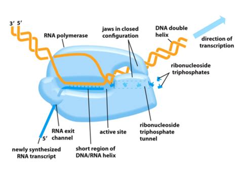 Lecture RNA Synthesis And Structure Flashcards Quizlet