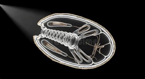 Detailed 3d Rendering Of A Seed S Internal Structure Showcasing Embryo Cotyledons And