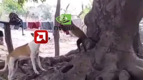 Edit funny viral memes video by Zerdyhour | Fiverr