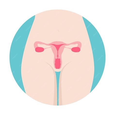 Premium Vector Female Reproductive System Organs Location Scheme Uterus Cervix Ovary