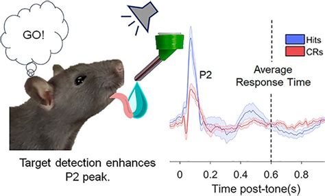 Parietal Cortex Mouse