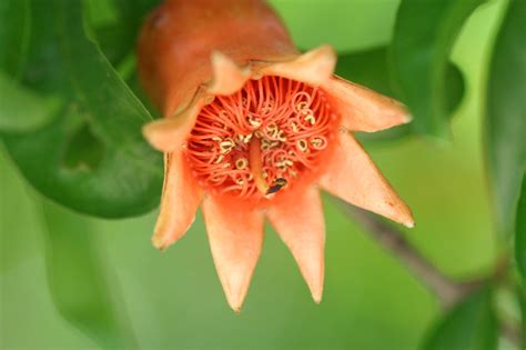 기타 석류 기타 생물종 Bric