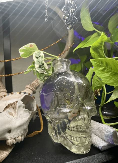 The Variegation On My Pothos Is So Much Stronger Since I Got Better Lighting R Pothos