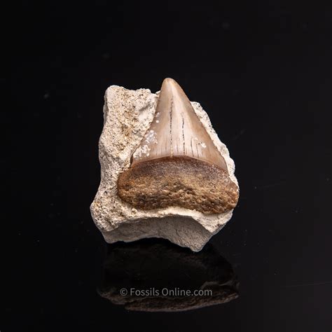 Fossil Great White In Matrix 1 81