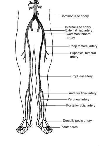 Basics And Arterial Anatomy Pp Lower Extremity Arteries Flashcards