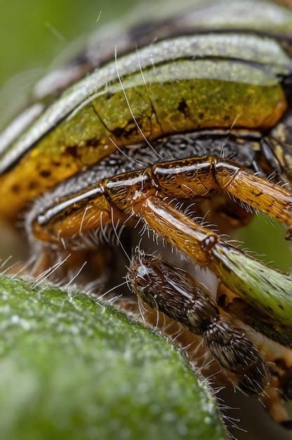 Des Photos Impressionnantes Daraignées De Différentes Espèces Image