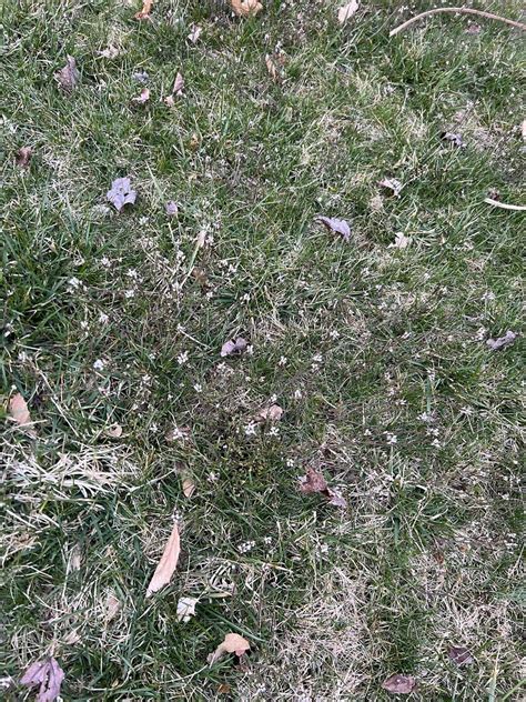 Help Identify These Weeds R Lawncare