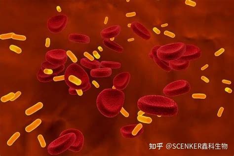 鑫科生物带你了解血培养——诊断细菌血症和真菌血症的金标准(1) 知乎 鑫科生物带你了解血培养——诊断细菌血症和真菌血症的金标准(1) 知乎