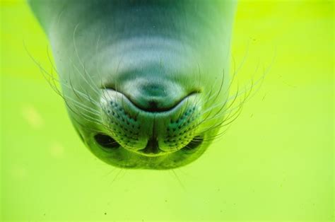 Free Images Bird Cute Diving Swim Green Beak Sea Lion Marine Life Close Up Crawl