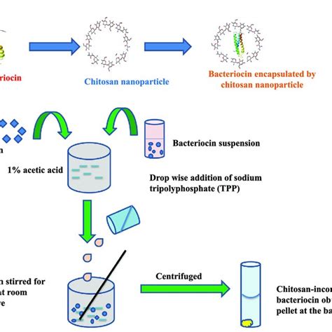 Pdf Bacteriocin Nanoconjugates As Emerging Compounds For Enhancing