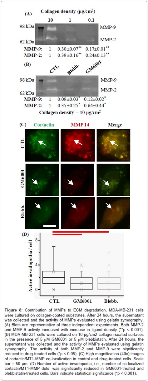 Extracellular Matrix Density Regulates Extracellular Proteolysis Via