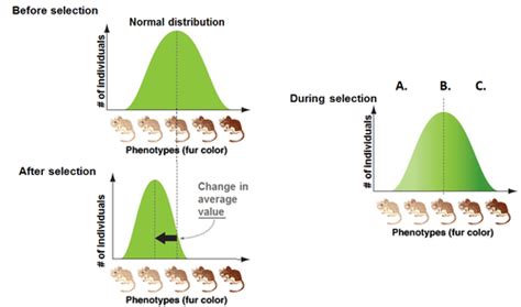 Biol 117 Exam 1 Practice Questions Flashcards Quizlet