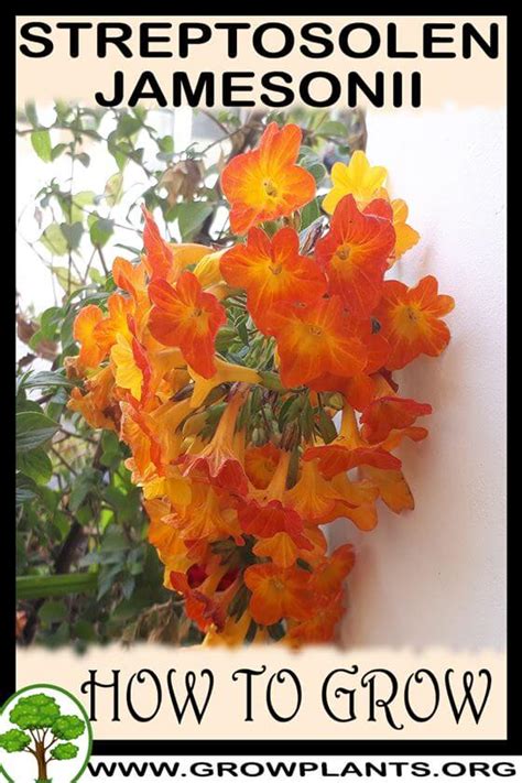 Streptosolen Jamesonii How To Grow And Care