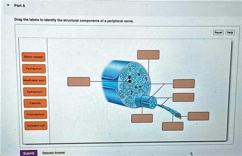 Solved Part A Drag The Labels To Identify The Structural Components Of A Peripheral Nerve Help