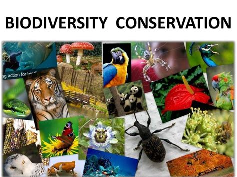 Biodiversity Conservation