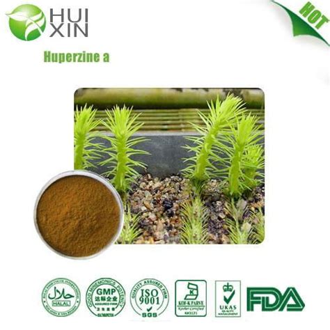Huperzine-A - 102518-79-6 - Huixin (China Manufacturer) - Plant Extract ...