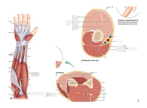 Arm Diagram Quizlet