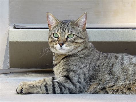 Domestic Cat Felis Catus 15challenges Domestic Cat 2… Flickr