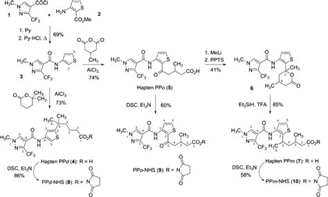 Schematic Representation Of The Synthesis Of Haptens Ppd Ppo And Ppm