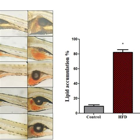 A Representative Photomicrographs Of Zebrafish Larvae Stained With Download Scientific