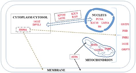 Mitochondrial And Nuclear Biomarkers And Their Associations With Other Download Scientific