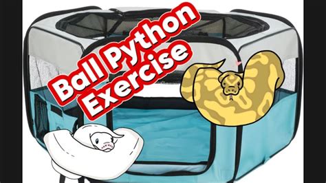 Ball Python Exercise Pen Youtube
