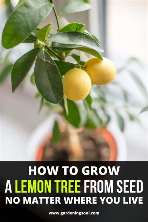 How To Grow A Lemon Tree From Seed No Matter Where You Live