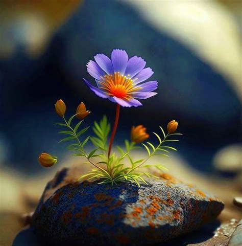 শায়খ ফাঁসির মঞ্চে যাওয়ার আগে শহীদ মতিউর রহমান নিজামী শহীদ নিজামী বাবা ফাঁসির মঞ্চে কী