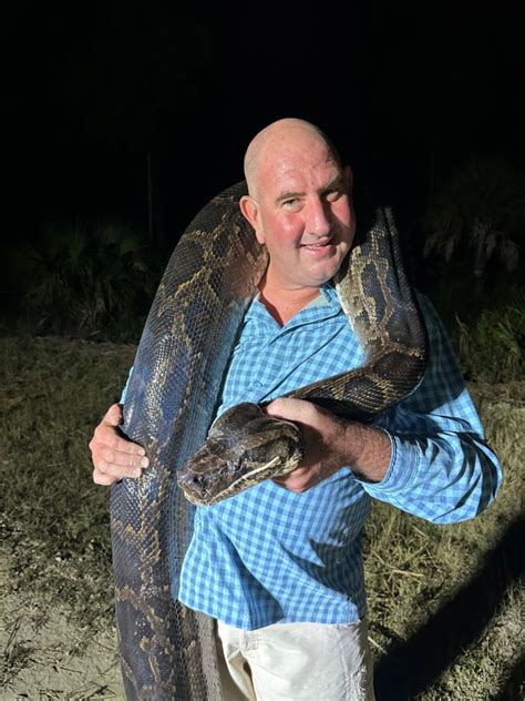 Images 198 Pound Burmese Python Captured In Collier County Nbc 6