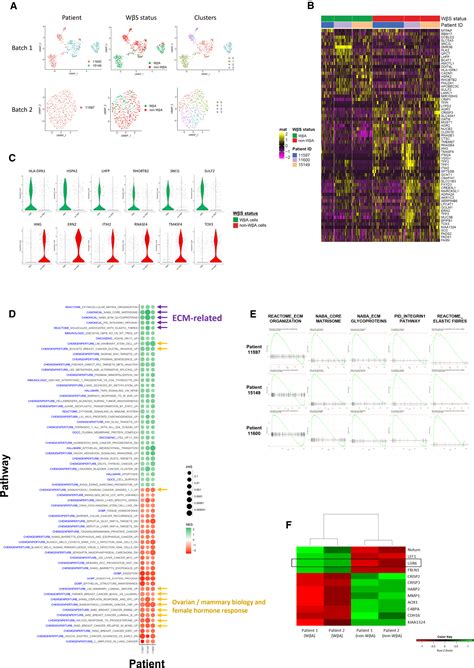 Single Cell Transcriptomics Identifies A Wnt7a Fzd5 Signaling Axis That Maintains Fallopian Tube