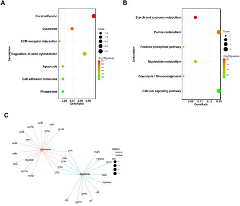 Transcriptomic Meta Analysis And Exploration Of Differentially