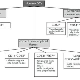 Subsets Of Human Conventional DCs Download Scientific Diagram