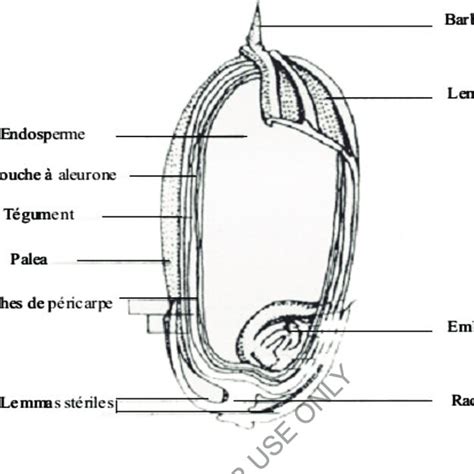 Le Grain De Riz Wopereis Et Al2008 Download Scientific Diagram