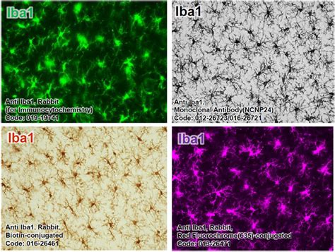 Documents 广州妙博生物技术有限公司企业官网