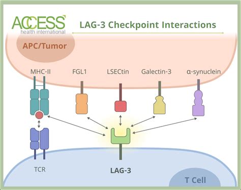 A New Target To Boost Cancer Immunotherapy Lag 3 William A