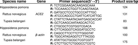 Ace2 Gene Real Time Pcr Primer Sequence Download Scientific Diagram