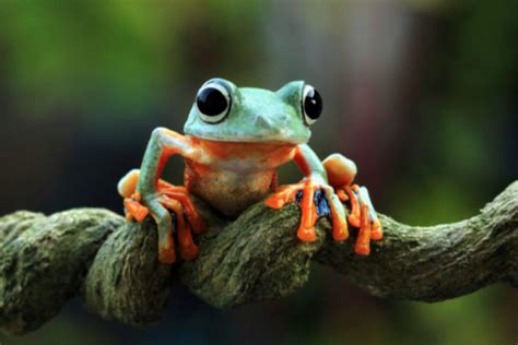 Fascinante Diferença Entre Anfíbios E Répteis 2024