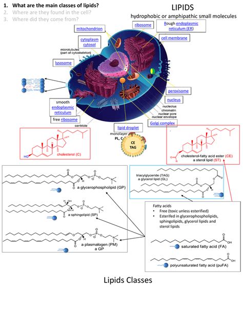 Lipids And Cells