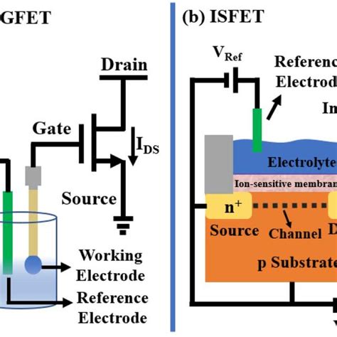 Schematic Diagram Of A Egfet And B Isfet Download Scientific Diagram