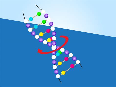 3 Ways To Make A Model Of Dna Using Common Materials Wikihow