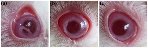 PCL-PEG copolymer based injectable thermosensitive hydrogels - PMC